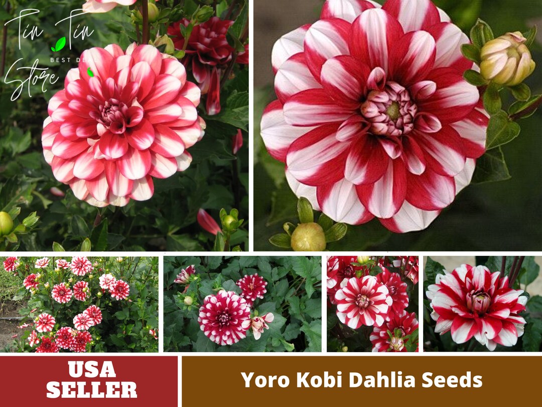 Yoro Kobi Dahlia Seeds perennial authentic Seeds-flowers organic. Non ...