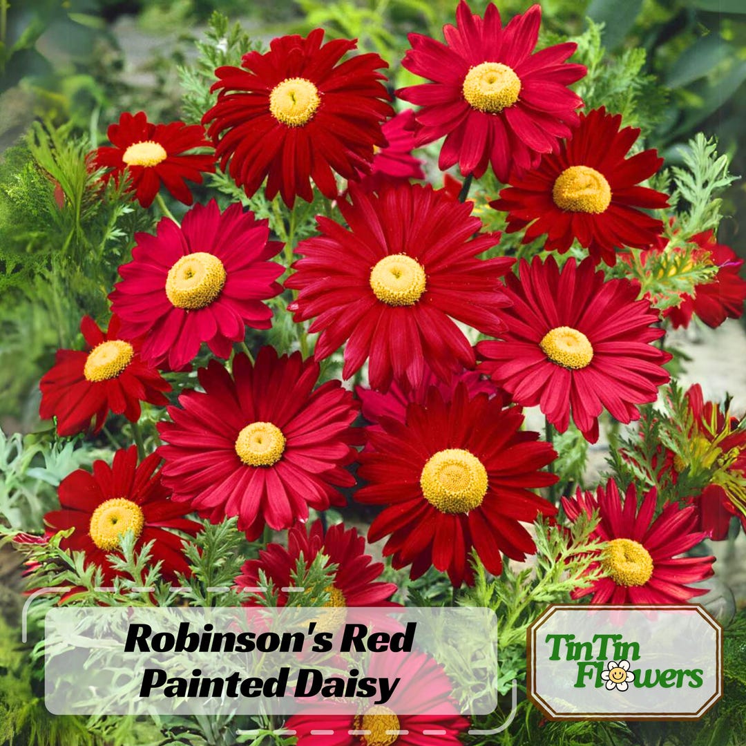 50s|robinson's Red Chrysanthemum Seeds-perennial -authentic Seeds ...