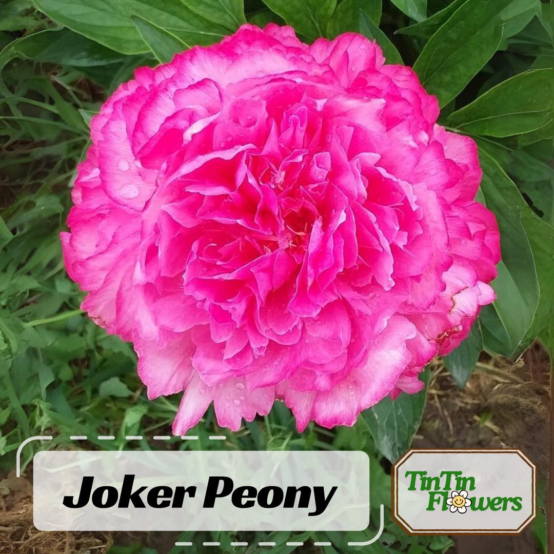 Joker Peony Seeds -perennial - Perennial - Paeonia - Attract ...
