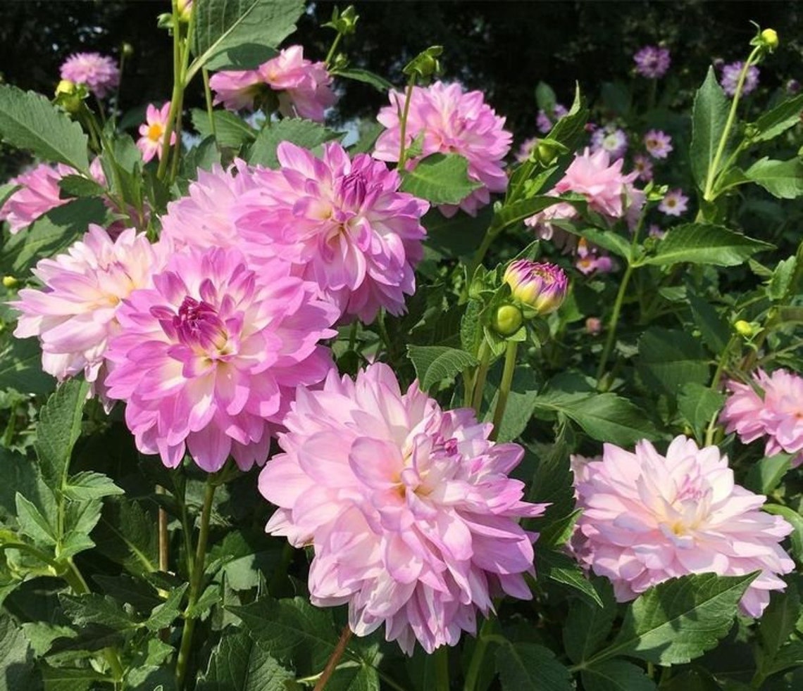 40 Seeds Mikayla Miranda Dahlia Seeds-perennial authentic - Etsy