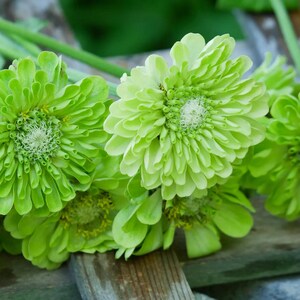 Envy Zinnia Elegans Seeds - Authentic - Open-pollinated -organic ...