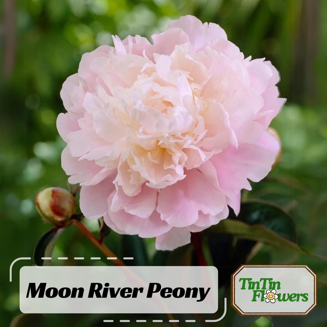 Moon River Peony Seeds -paeonia - Attract Butterflies - Open-pollinated ...