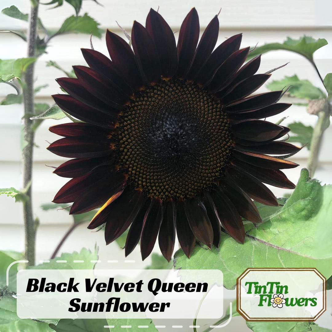Velvet-queen-black-sunflower-seeds -helianthus Annuus - Open-pollinated ...
