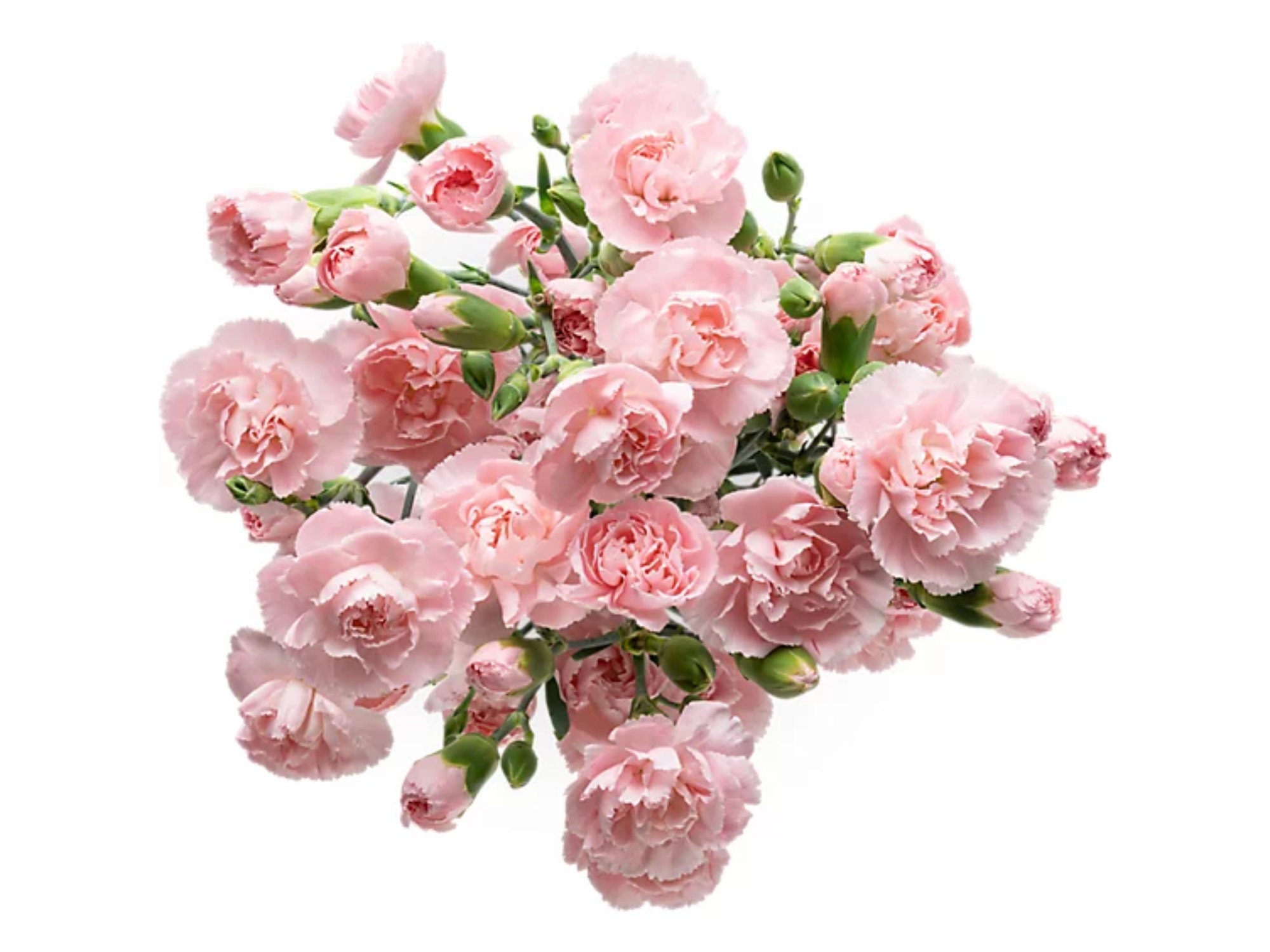 30 Seeds| Light Pink Mini Carnation- Dianthus Seeds - Container ...