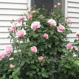 Memorial Day Rose pink Hybrid Tea Rose Seeds-perennial authentic Seeds ...