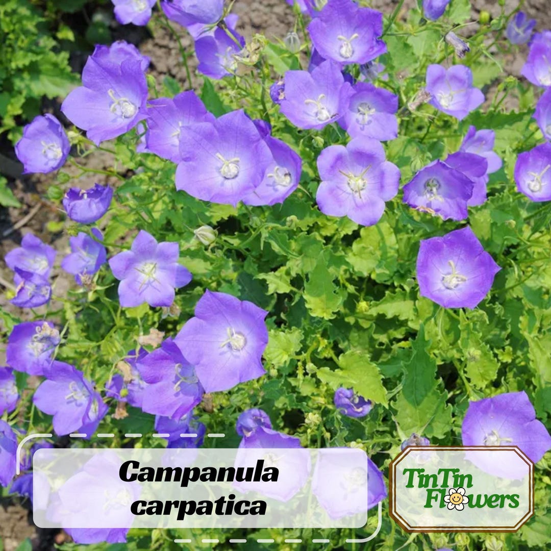Campanula Carpatica - Authentic Seeds ~ GMO Free ~ Seeds~flower Seeds ...
