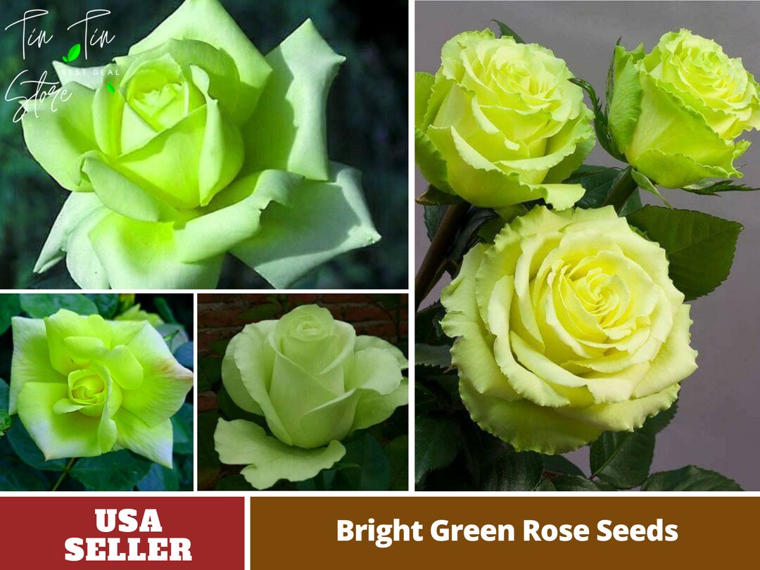 Green Rose Seeds perennial authentic Seeds-flowers organic. Non GMO ...