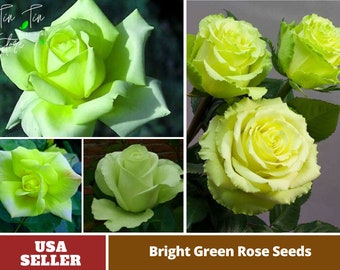 Rare GREEN ROSE Flower Tree Plant 3 10 or 20 Seeds - Etsy