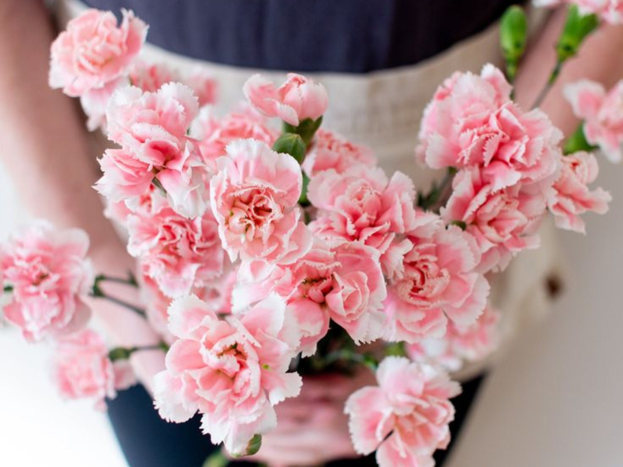 30 Seeds| Light Pink Mini Carnation- Dianthus Seeds - Container ...