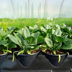 Bloomsdale Long Spinach Seeds - Authentic -vegetables - Non-gmo ...
