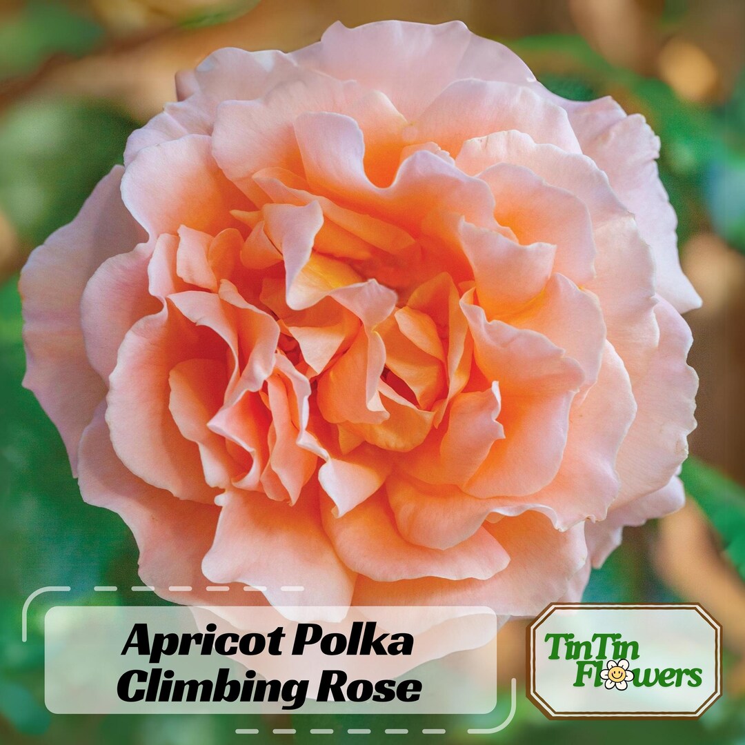 30 Seeds | Apricot Polka Climbing Rose Seeds | Perennial- Authentic ...