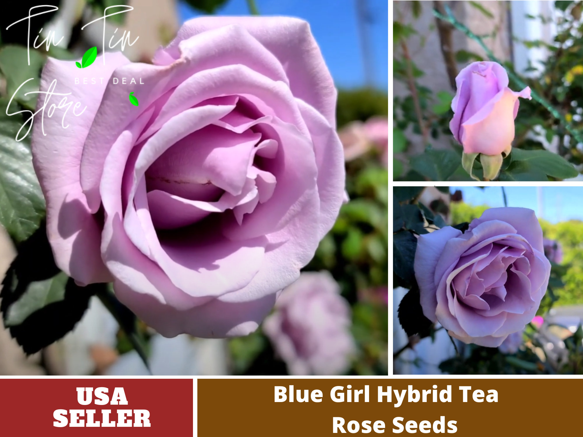 Blue Girl Hybrid Tea Rose