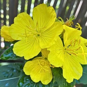 Oenothera Fruticosa Seeds | Sundrops & Evening Primrose | Bright Yellow ...