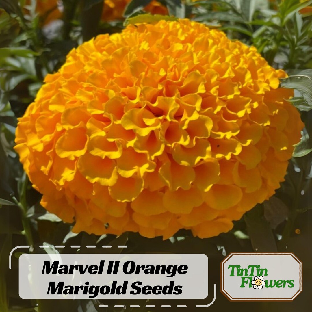 Marvel II Orange Marigold Seeds - Edible - Open-pollinating - Draft ...