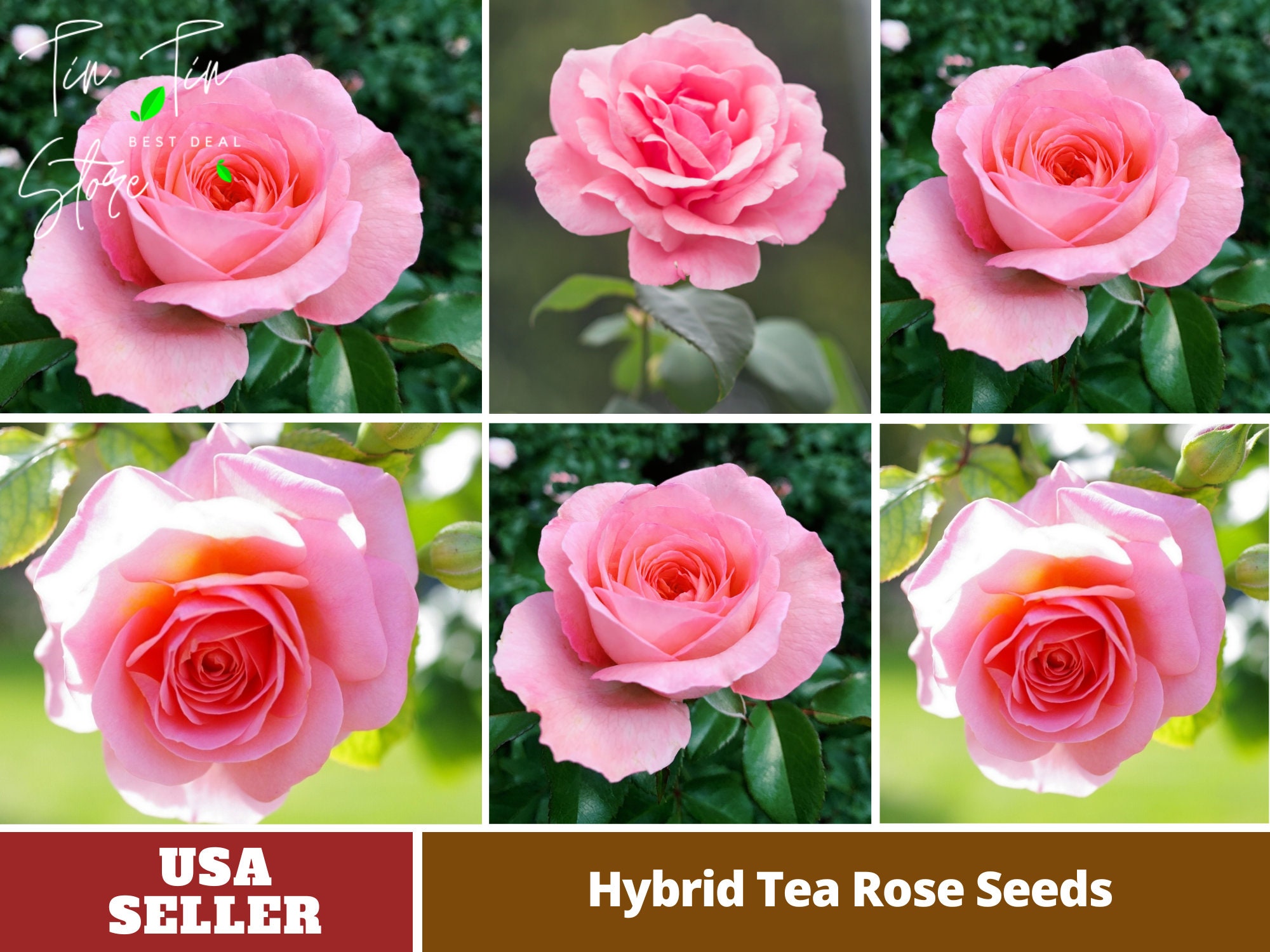 30 Rare Seeds-pink Hybrid Tea Rose Seeds Perennial authentic - Etsy