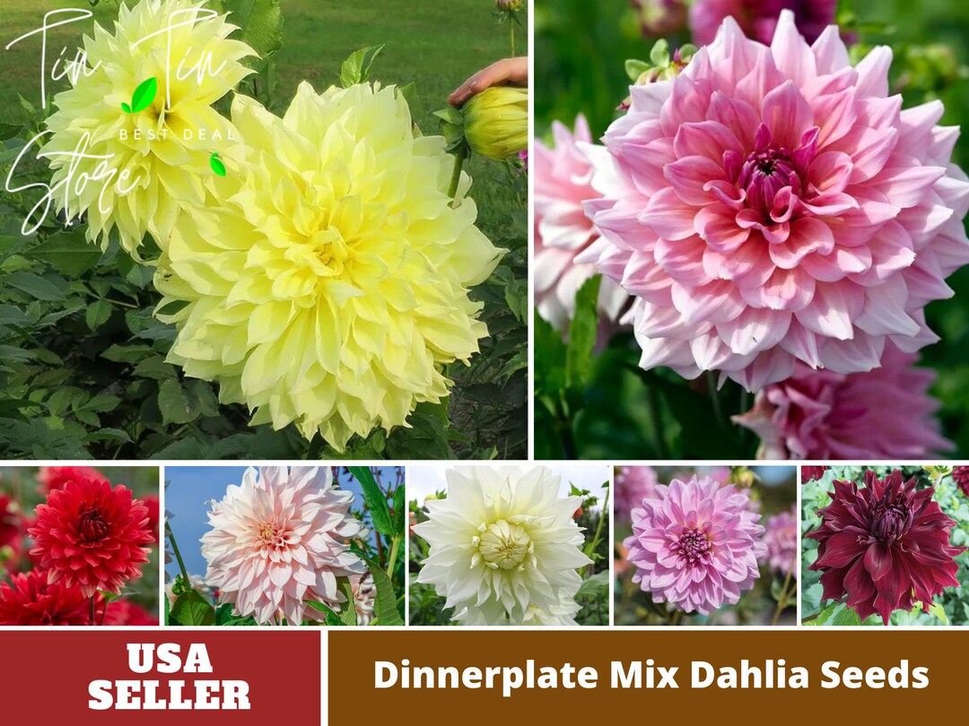 Dinnerplate Mix Dahlia Seeds pollinator Friendly Open Pollinated ...