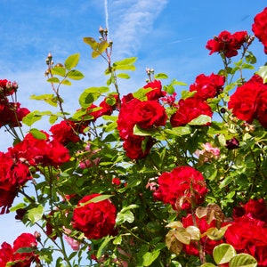 Red Climbing Rose Seedsperennial Authentic Seeds Mix Seeds Late Winter ...