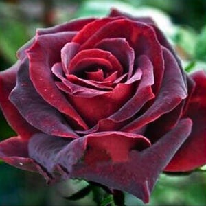 True Blood Rose Seeds - Perennial - Authentic Seeds - Mix Seeds - Late ...