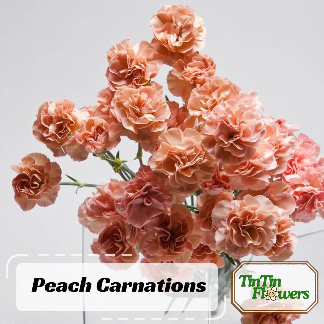 30+ Peach Carnations - Dianthus Seeds - Container - Balcony Flowers ...