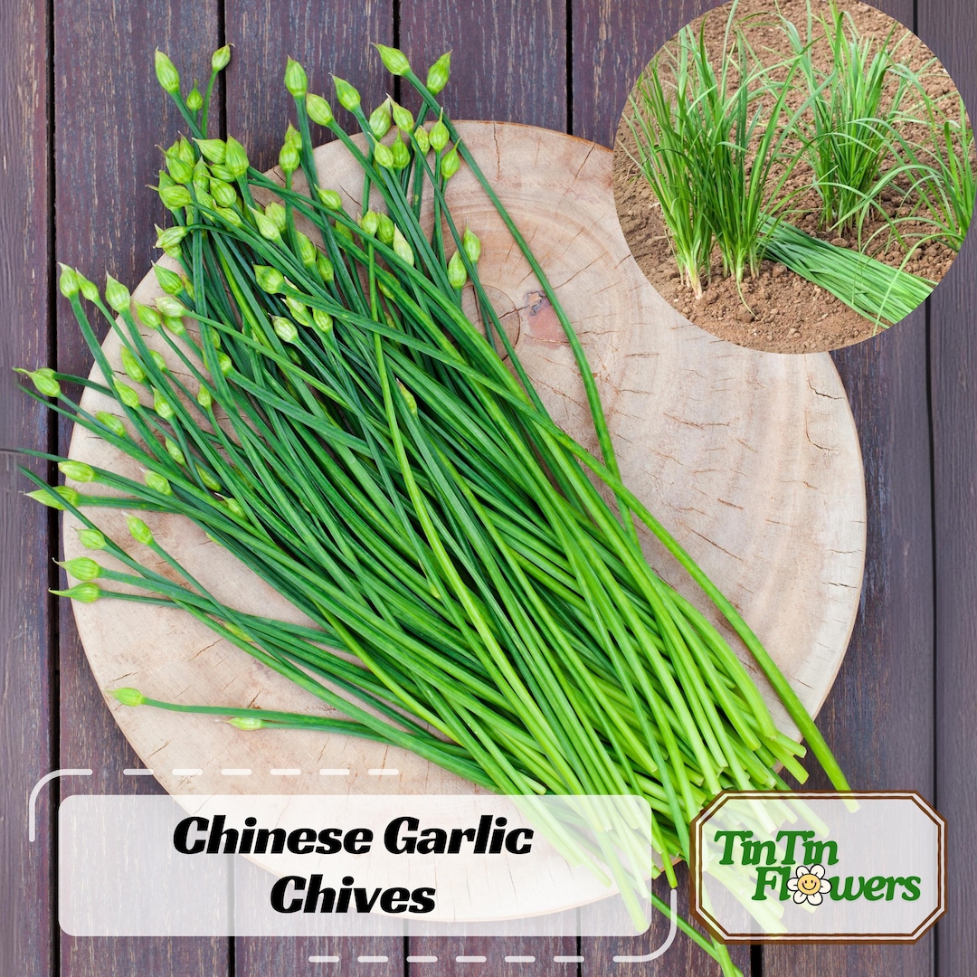 50 Chinese Garlic Chives Seeds - Asian Chives, Chinese Leek Jiucai ...