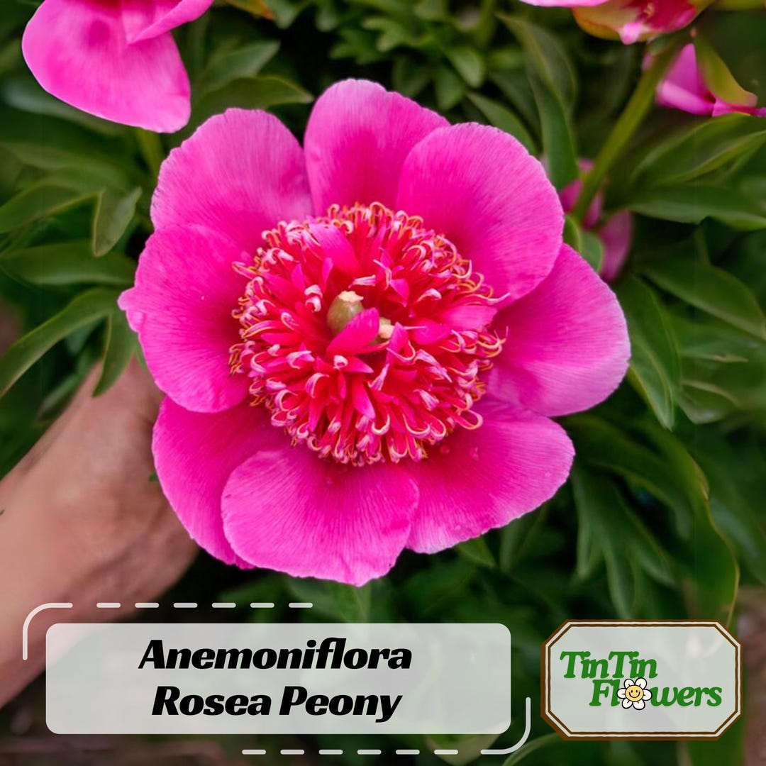 Pink Officinalis Anemoniflora Rosea Peony Seeds - Paeonia - Attract ...