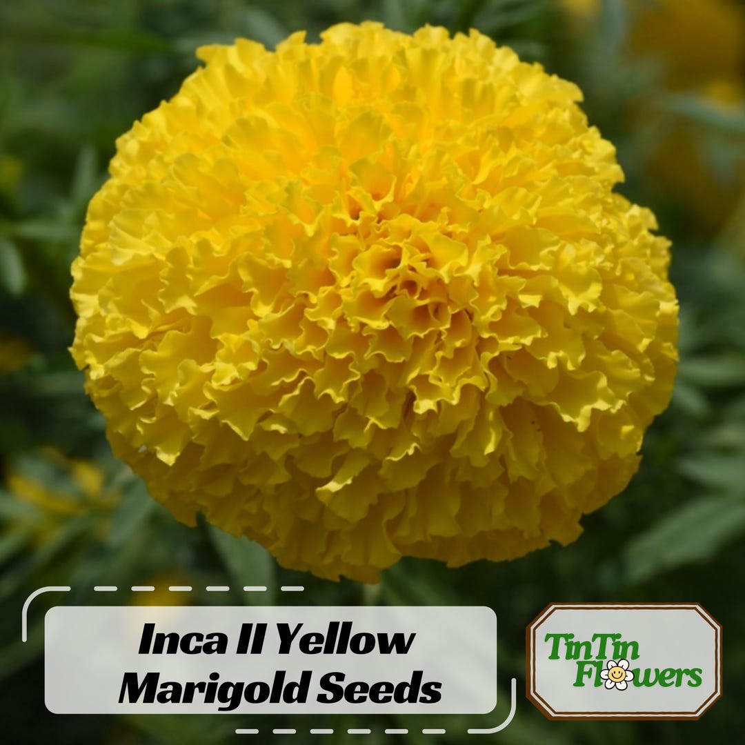 Inca II Yellow Marigold Seeds - Edible - Open-pollinating - Draft ...