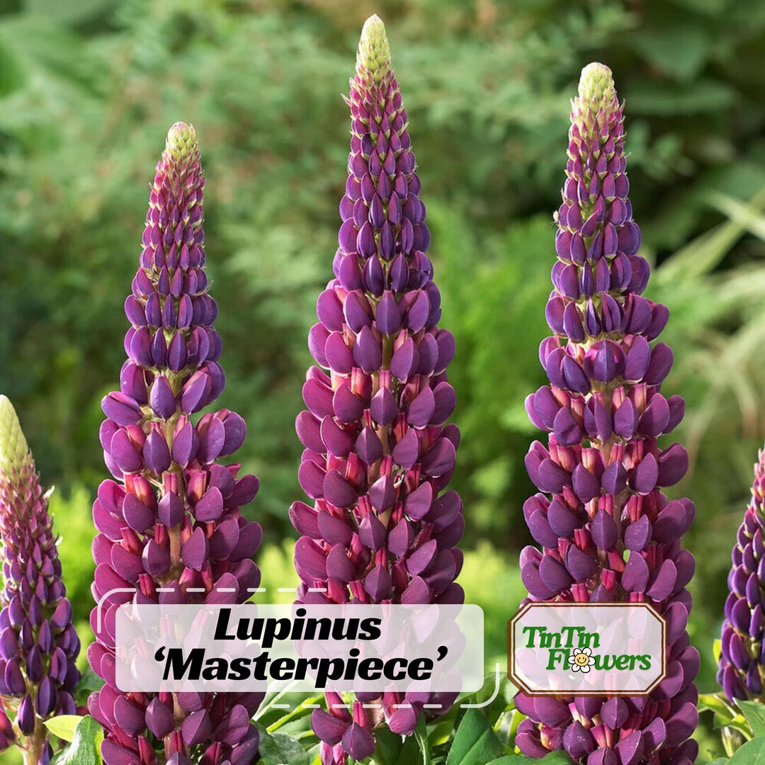 Masterpiece Lupine Seeds -lupinus - Bluebonnet- Lupin-heirloom Flower ...
