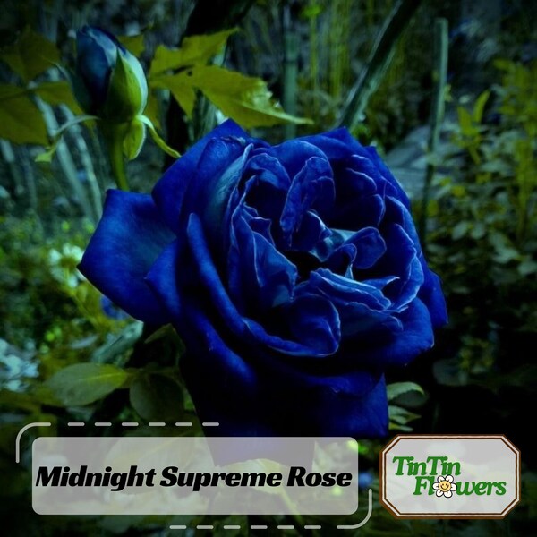 Midnight Blue Rose Bush - Etsy