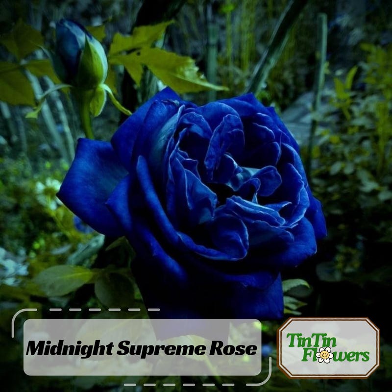 Midnight Blue Rose Bush - Etsy