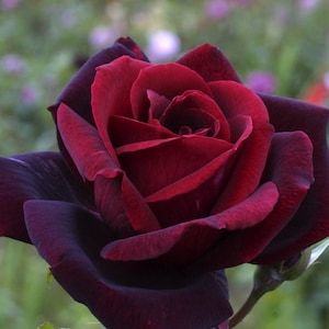 Black Magic Hybrid Tea Rose Seeds perennial authentic Seeds-flowers ...