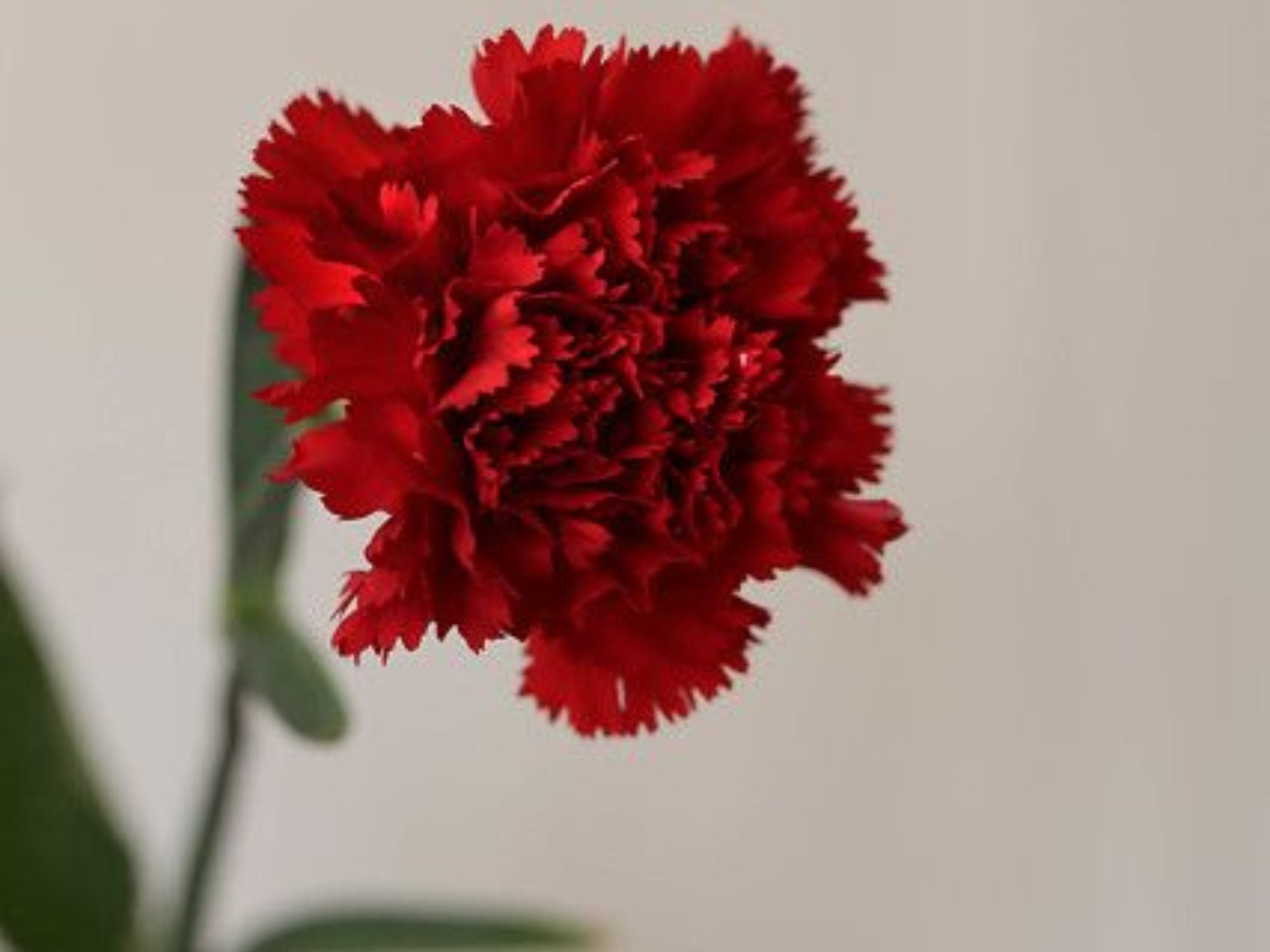 30 Seeds| Burgundy Carnations - Dianthus Seeds - Container - Balcony ...