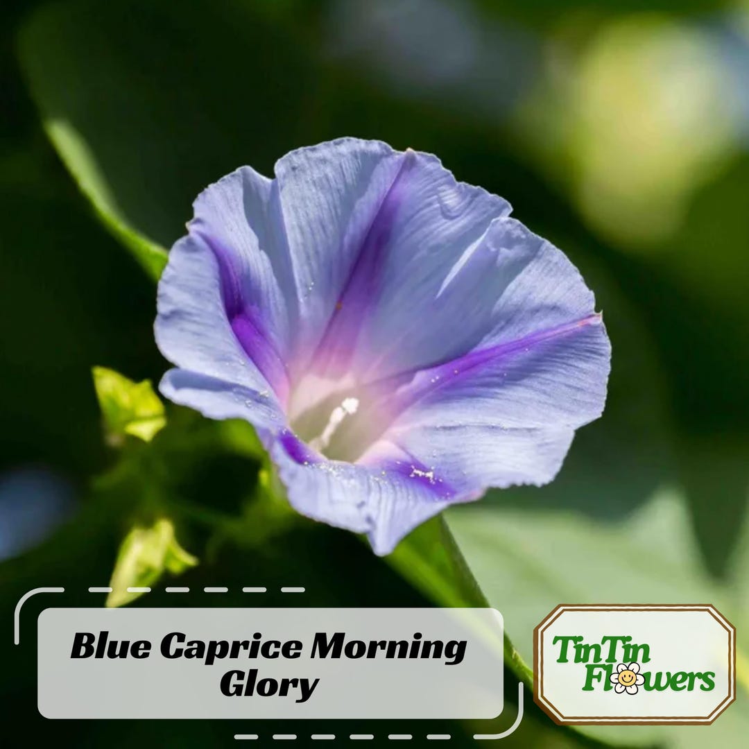 Blue Caprice Morning Glory Seeds authentic Seeds-perennial-ipomoea-fast ...