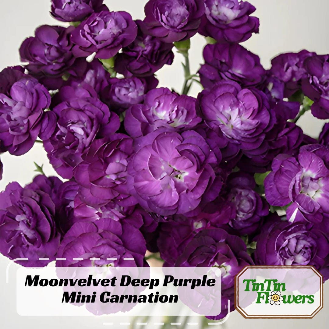 Moonberry Light Purple Mini Carnation - Dianthus Flowers -authentic ...