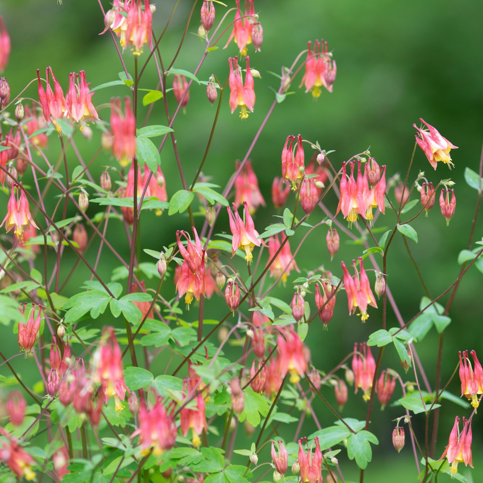 Eastern Red Columbine Seeds - Cold Resistant - Deciduous - Potted ...