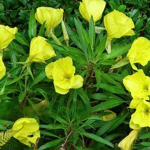 Missouri Primrose (dwarf) - Oenothera Macrocarpa - Evening Primrose ...