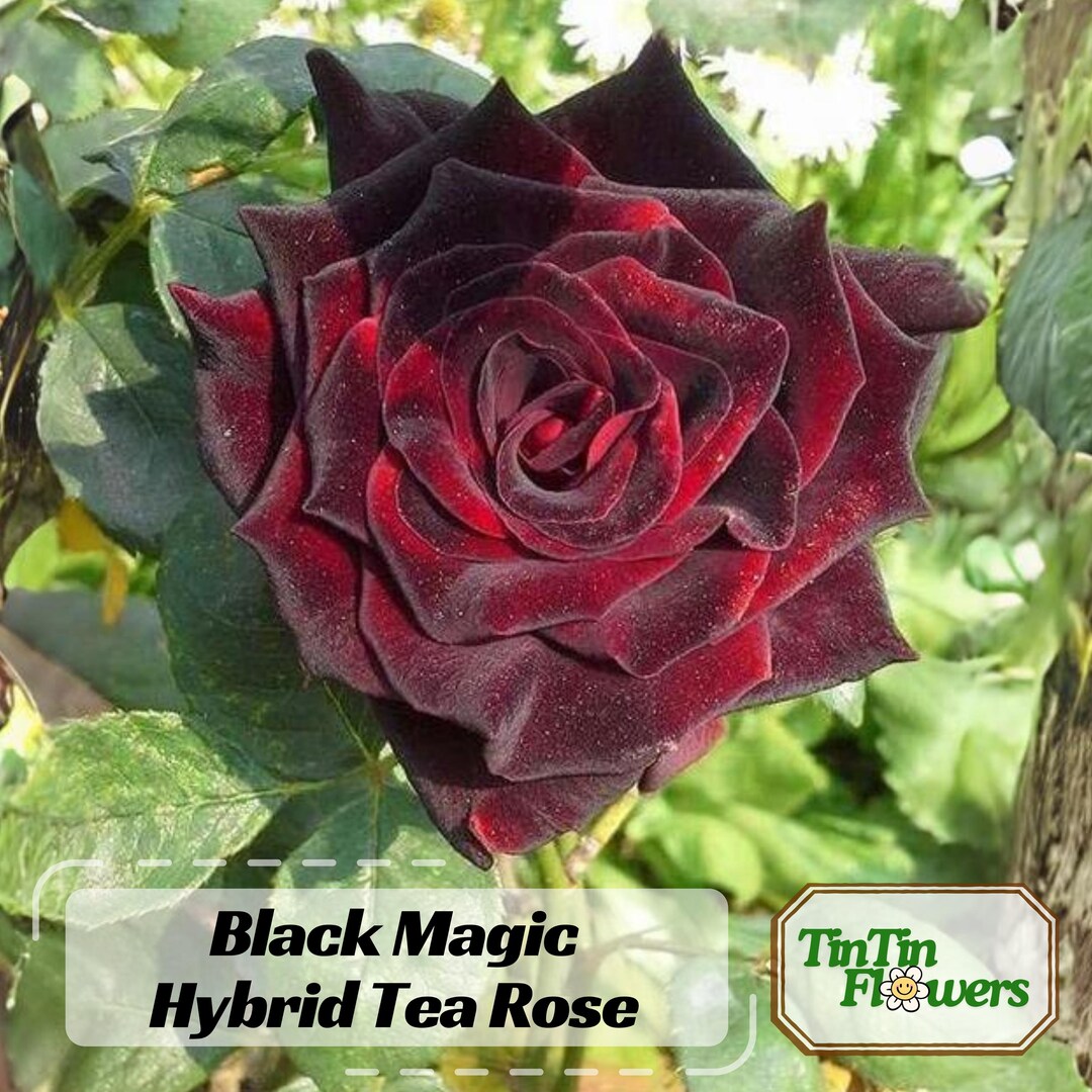 Black Magic Hybrid Tea Rose Seeds -perennial -authentic Seeds-flowers ...