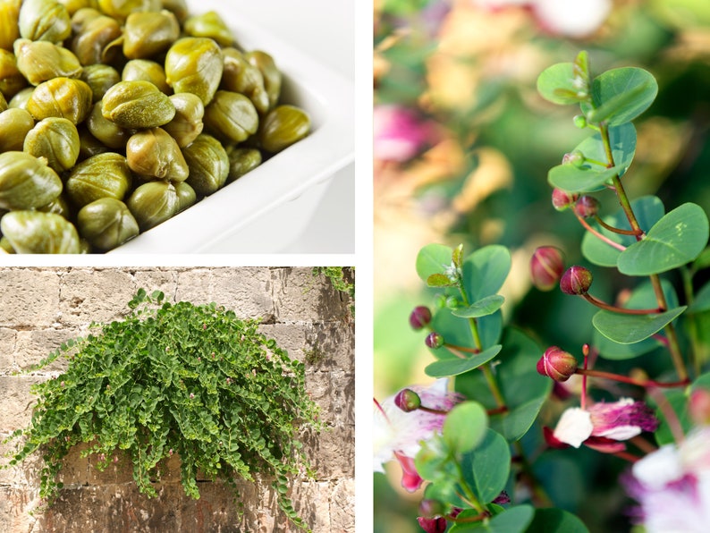 Capers (caper Bush) Seeds – Mediterranean Culinary Herb – Heirloom ...