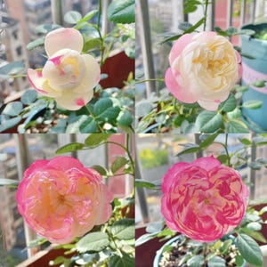 30+ Tatami Room Rose Seeds - Perennial - Authentic Seeds - Mix Seeds ...