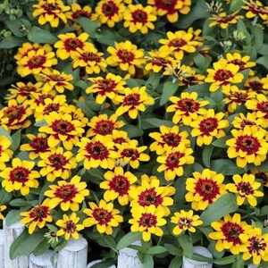 30s | Profusion Red Yellow Bicolor Zinnia Seeds - Authentic - Open ...