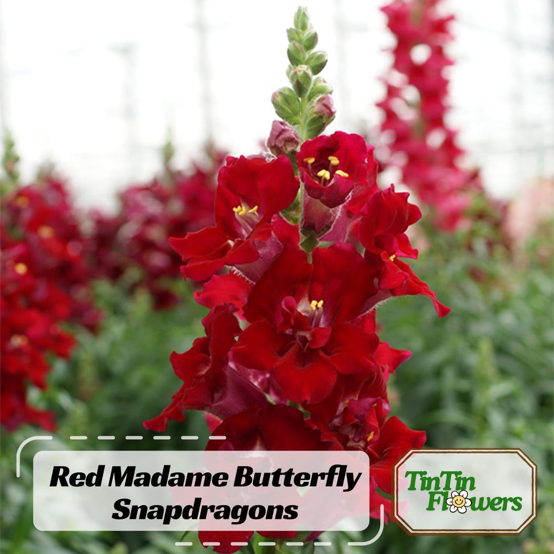 Red Madame Butterfly Snapdragons Seeds - Cold Resistant - Attracts ...