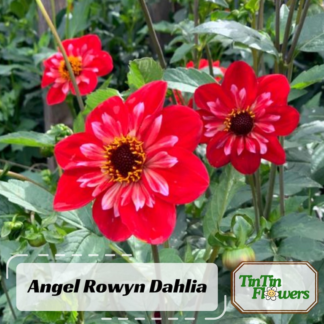 Yarra Falls Dahlia Seeds- Pollinator Friendly- Open Pollinated ...