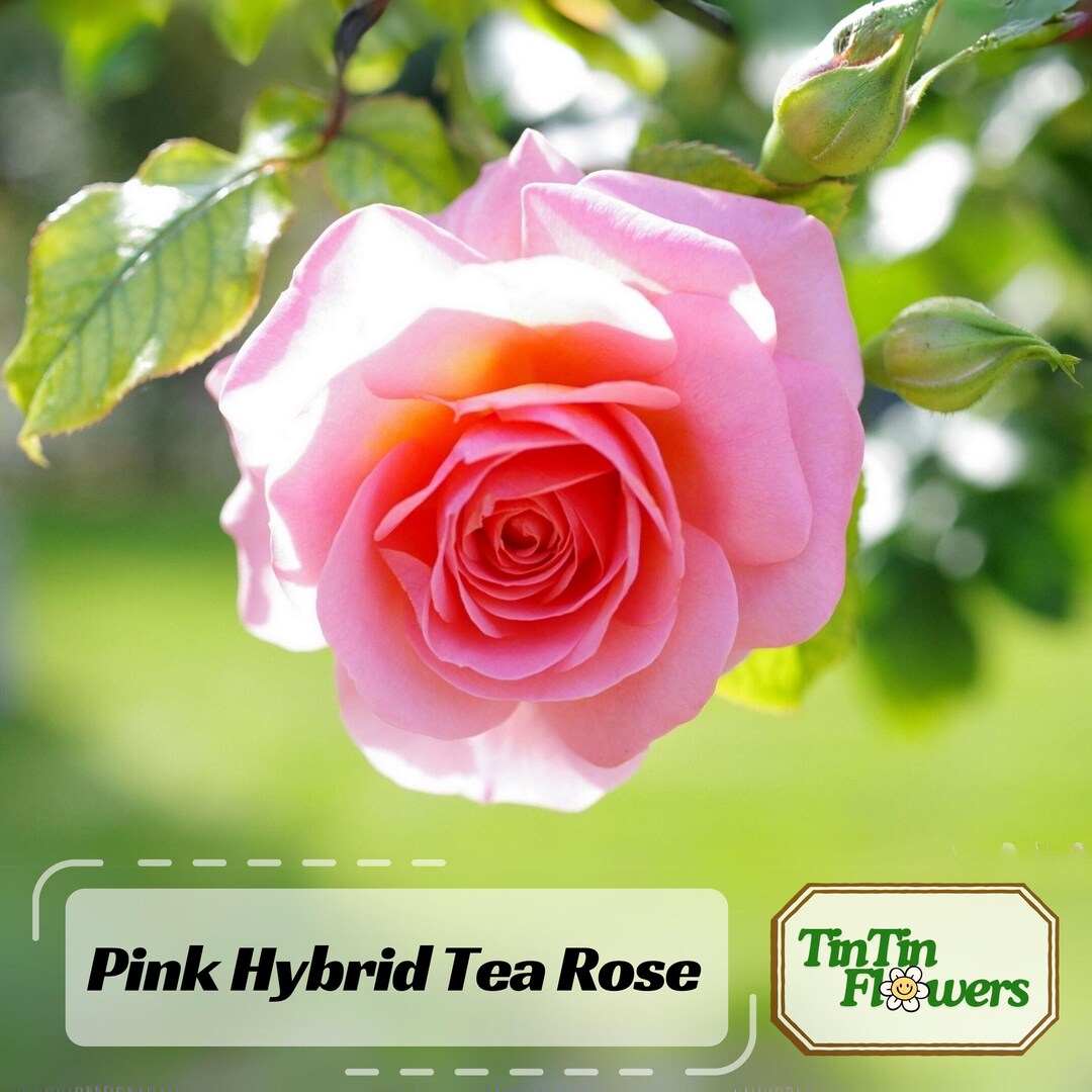 30 Seeds | Pink Hybrid Tea Rose Seeds - Perennial - Authentic Seeds ...