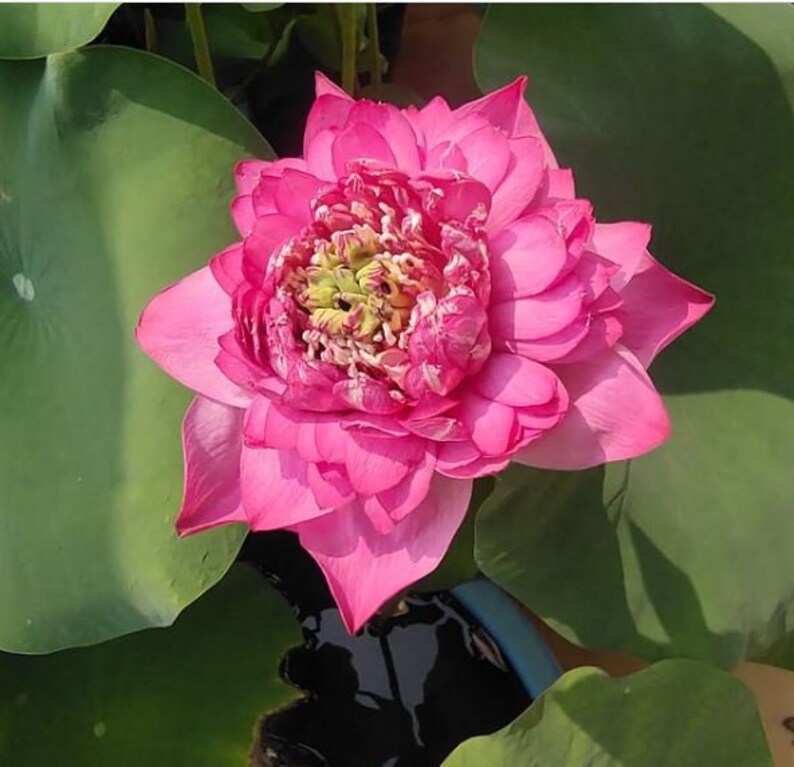 5 Rare Seeds| Red Kaveri Lotus Seeds - Indian Lotus (nelumbo Nucifera ...