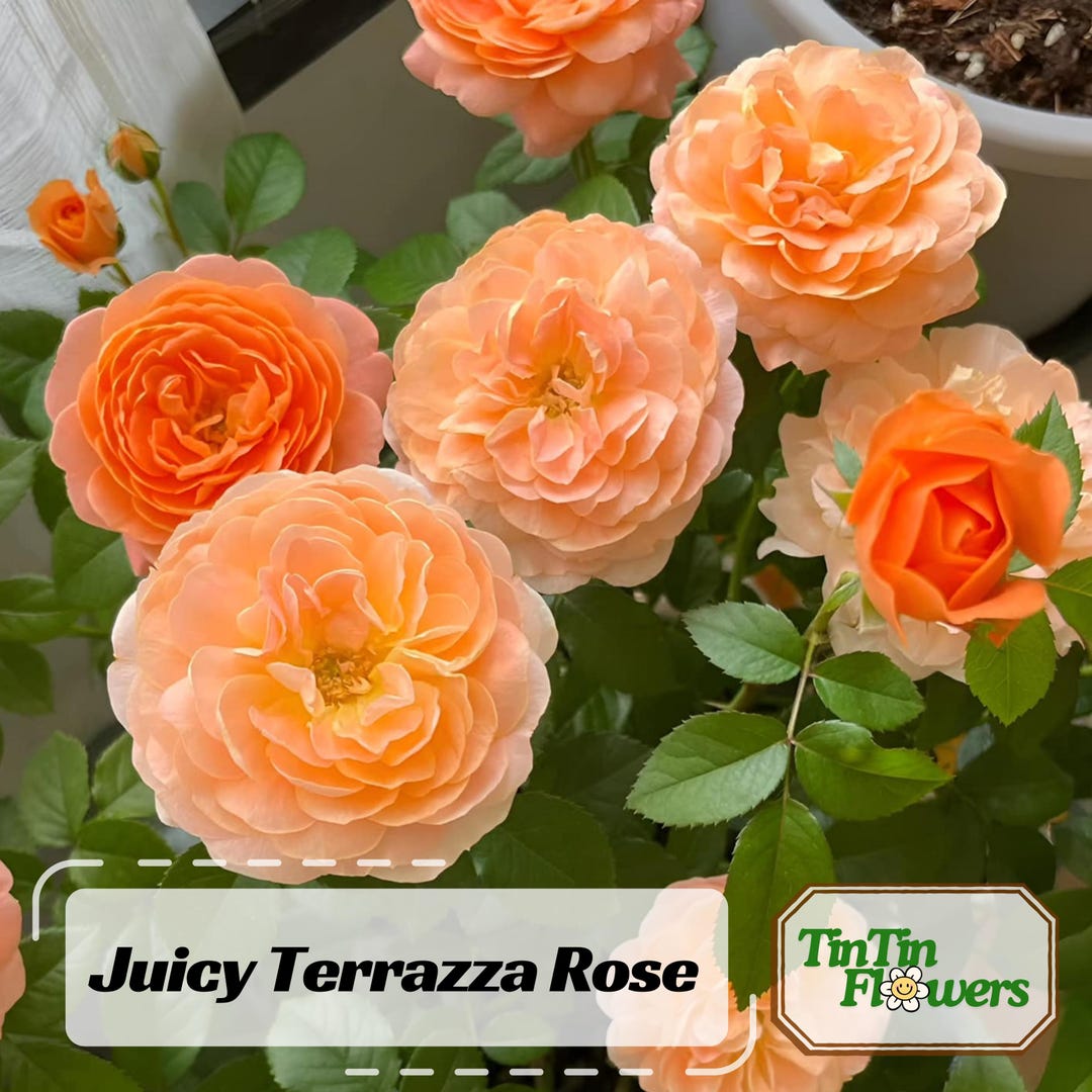 Juicy Terrazza Rose Seeds -perennial - Authentic Seeds - Mix Seeds ...