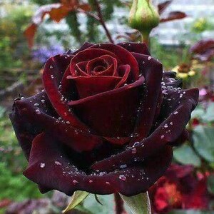 Black Magic Hybrid Tea Rose Seeds perennial authentic Seeds-flowers ...
