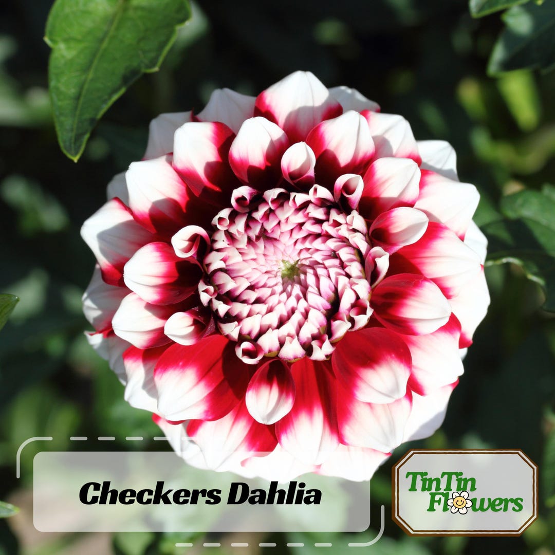 40s|checkers Dahlia Seeds- Pollinator Friendly- Open Pollinated ...