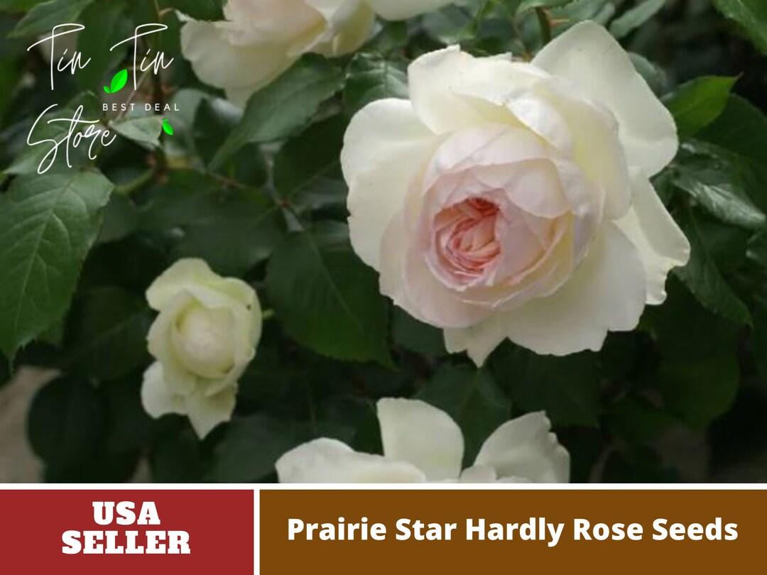 White Prairie Star Hardly Rose Seeds Perennial Authentic Seeds Mix ...