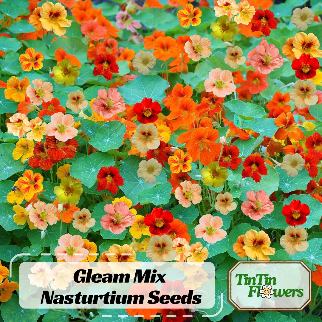 Gleam Mix Nasturtium Seeds - Fast Growing - Flowering -open-pollinating ...
