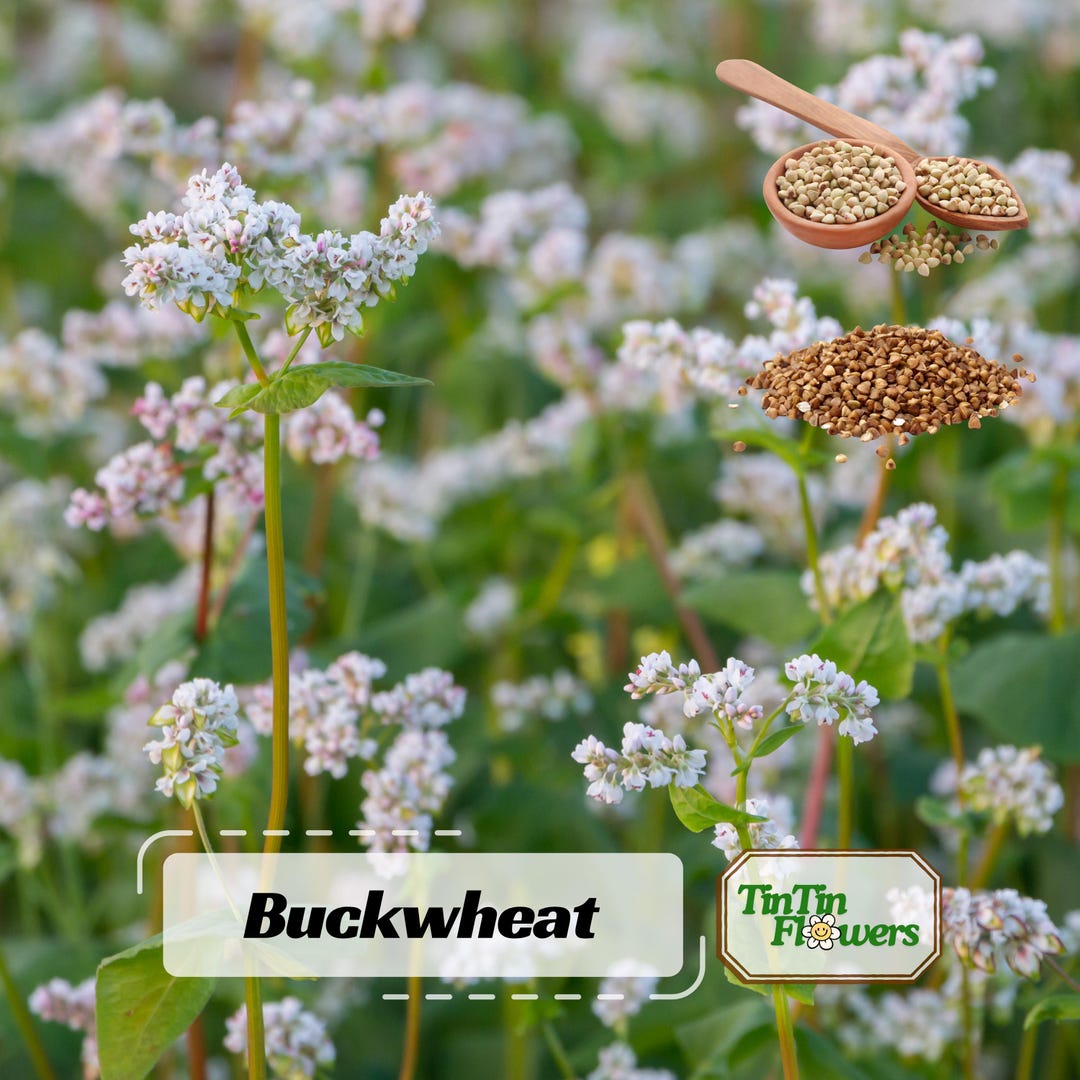 Buckwheat Seeds for Planting – Fast-growing Cover Crop | Soil Builder ...