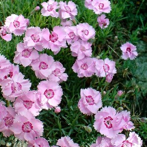 Cottage Pinks Carnations - Dianthus Seeds - Open-pollinated - Organic ...